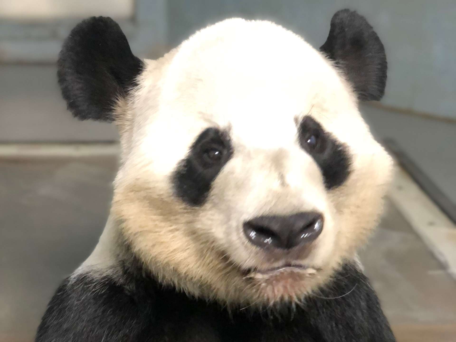 Panda Updates - Wednesday, December 18 - Zoo Atlanta