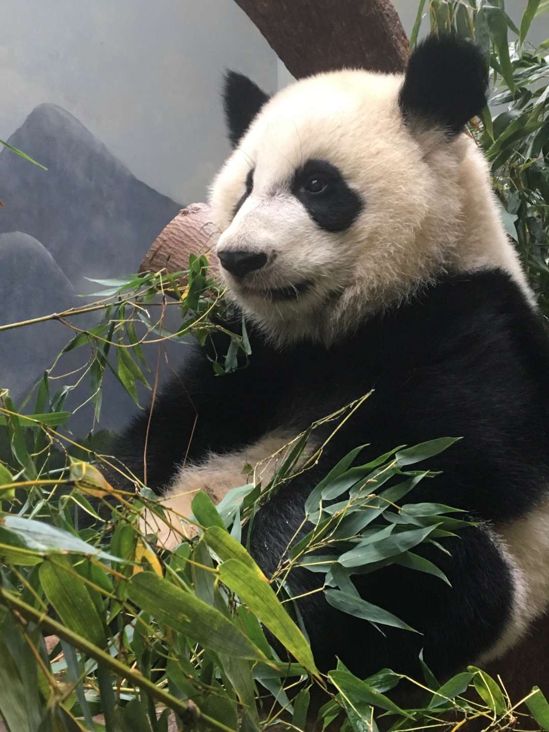 Panda Updates - Wednesday, December 6 - Zoo Atlanta