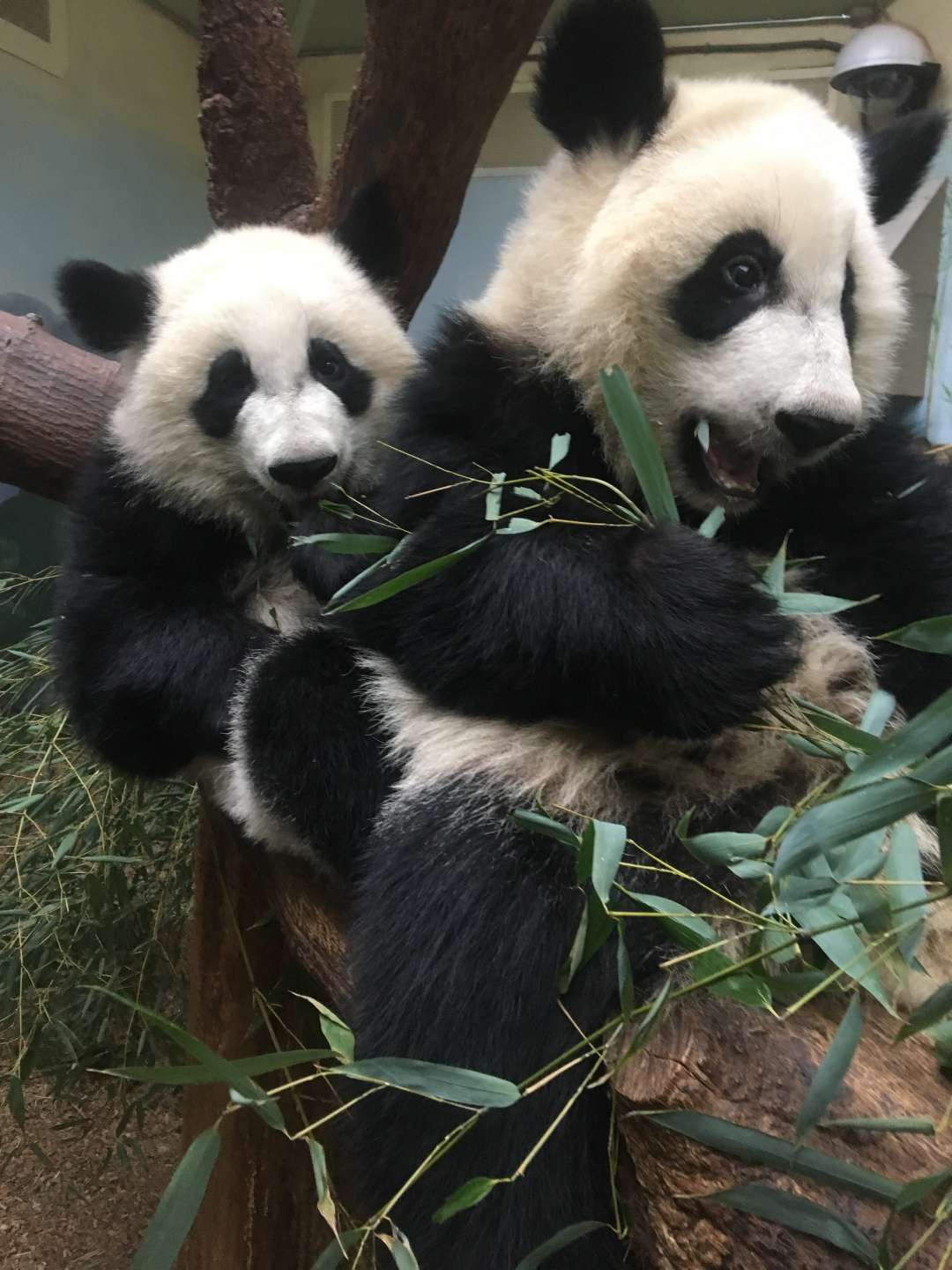 Panda Updates - Friday, December 8 - Zoo Atlanta