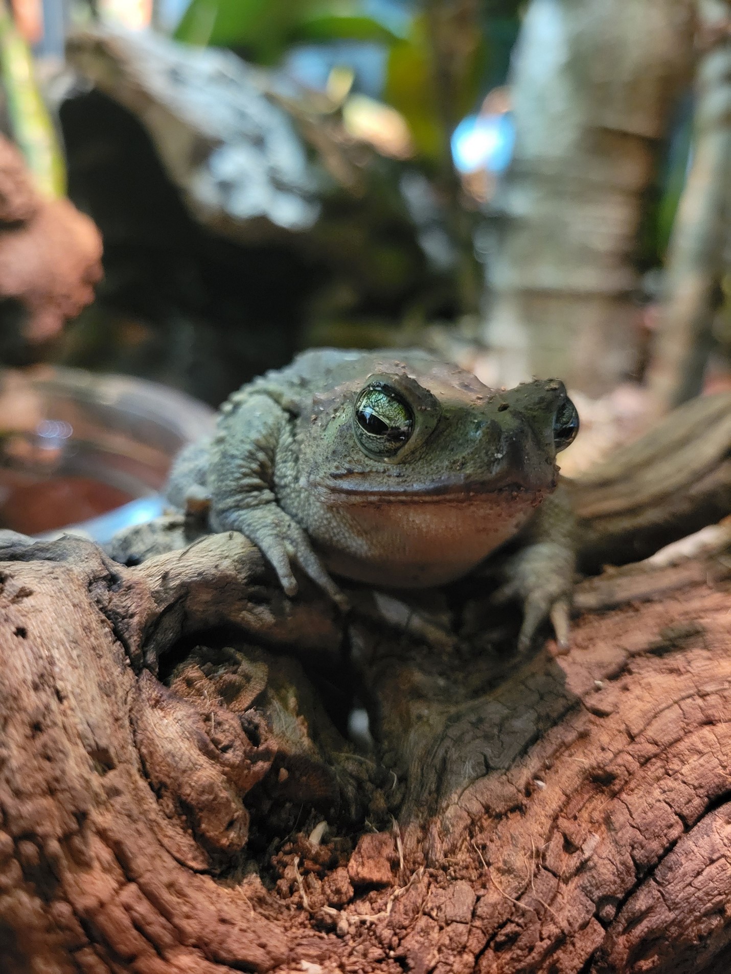 No two the same: the high-climbing evergreen toad - Zoo Atlanta