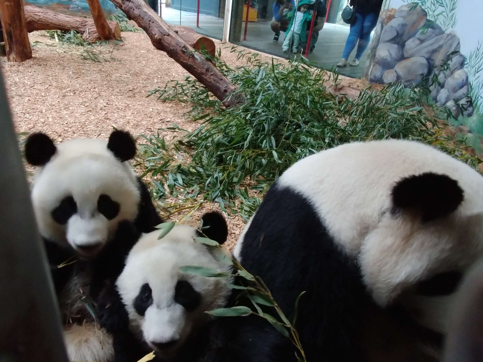 Panda Updates - Monday, February 26 - Zoo Atlanta