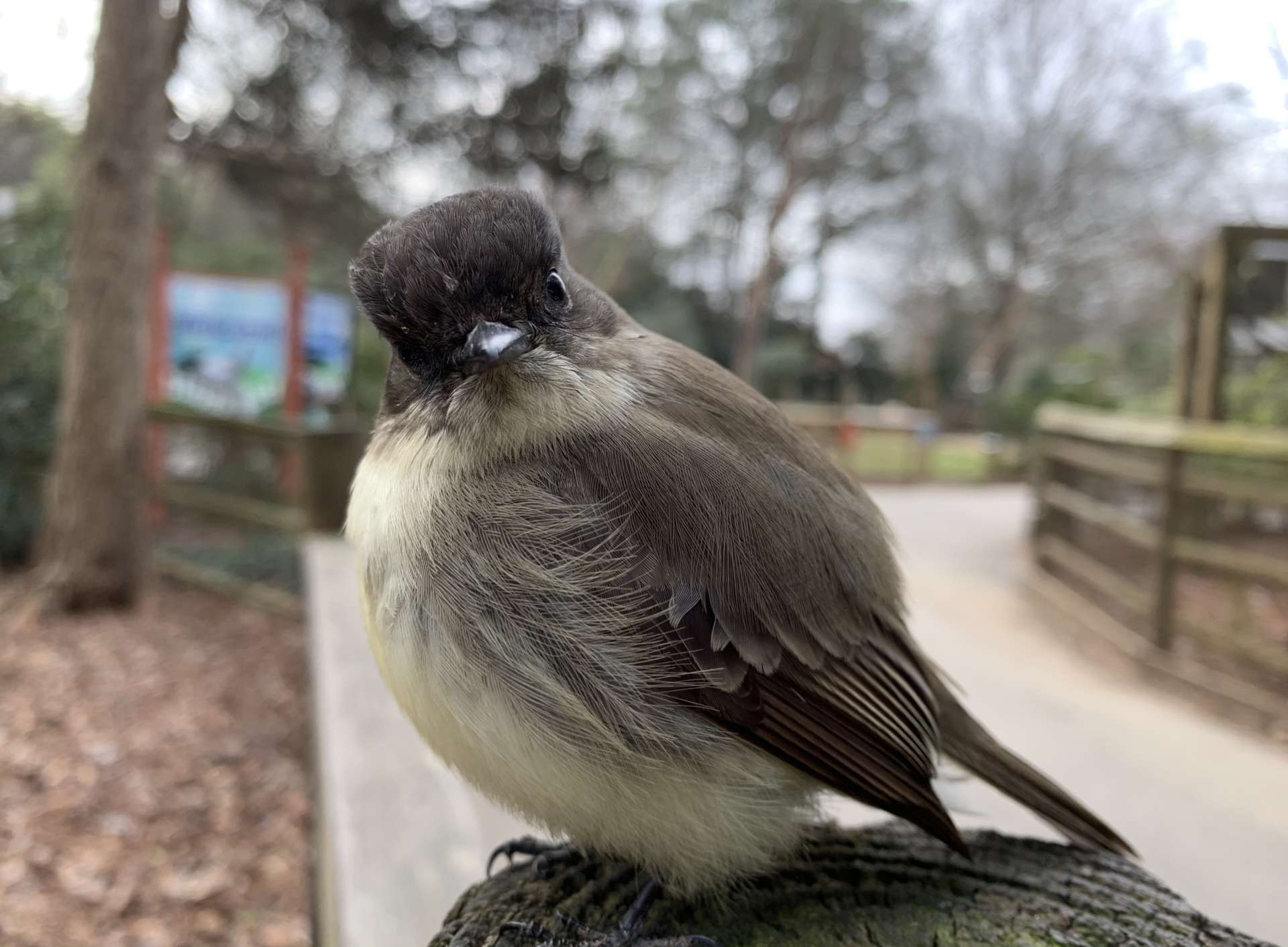 Teaming up for native birds - Zoo Atlanta