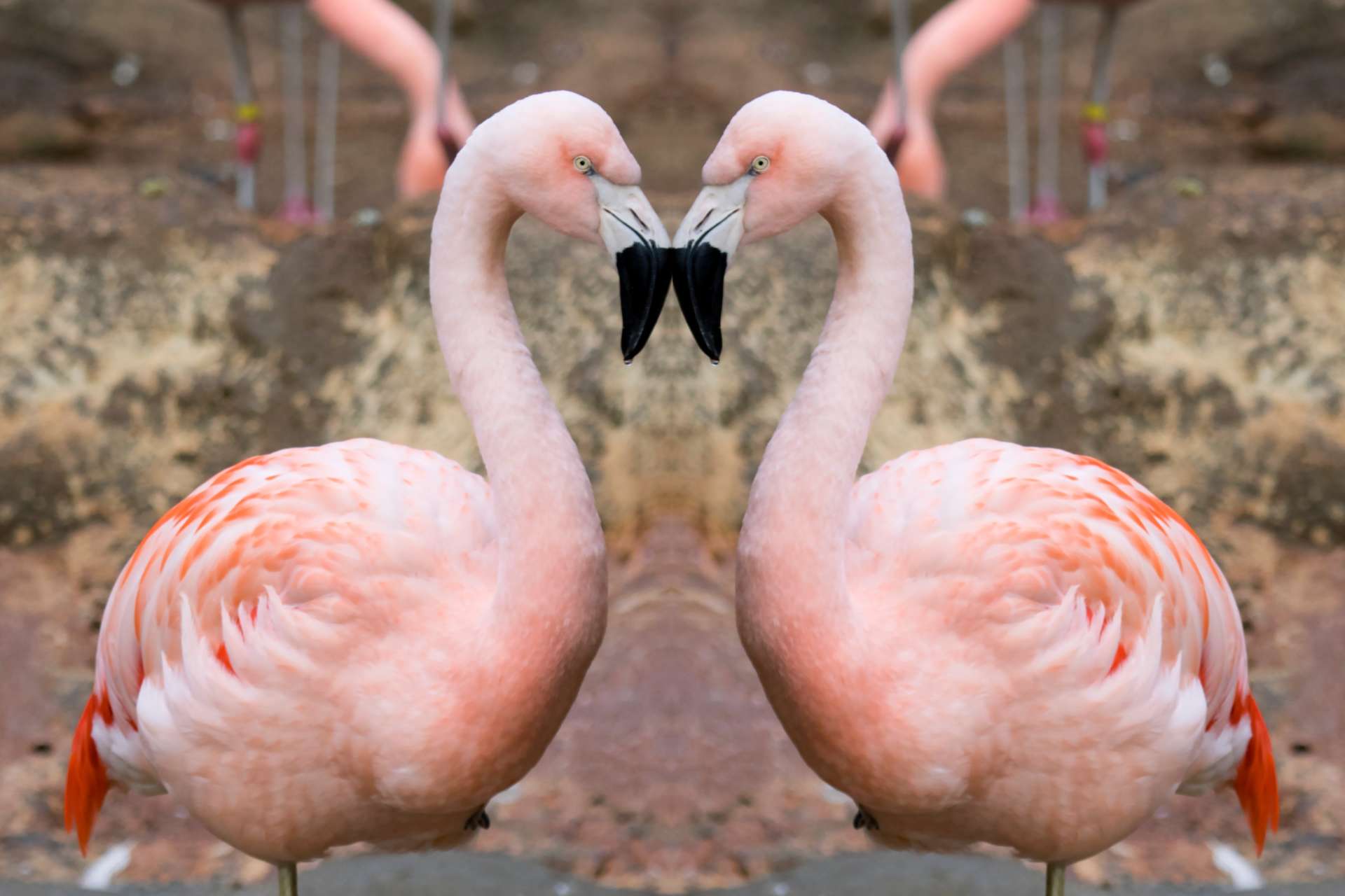 Zoo News RESERVATIONS NOW AVAILABLE FOR WILD AT HEART VALENTINE'S ...
