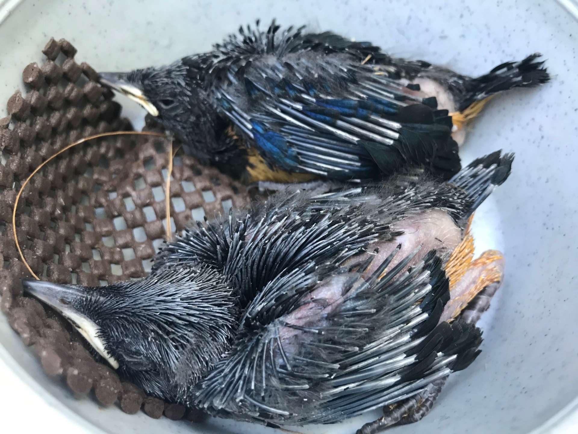 A boom of baby birds - Zoo Atlanta