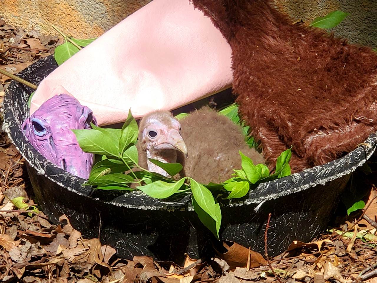 Puppet-rearing a hooded vulture chick - Zoo Atlanta