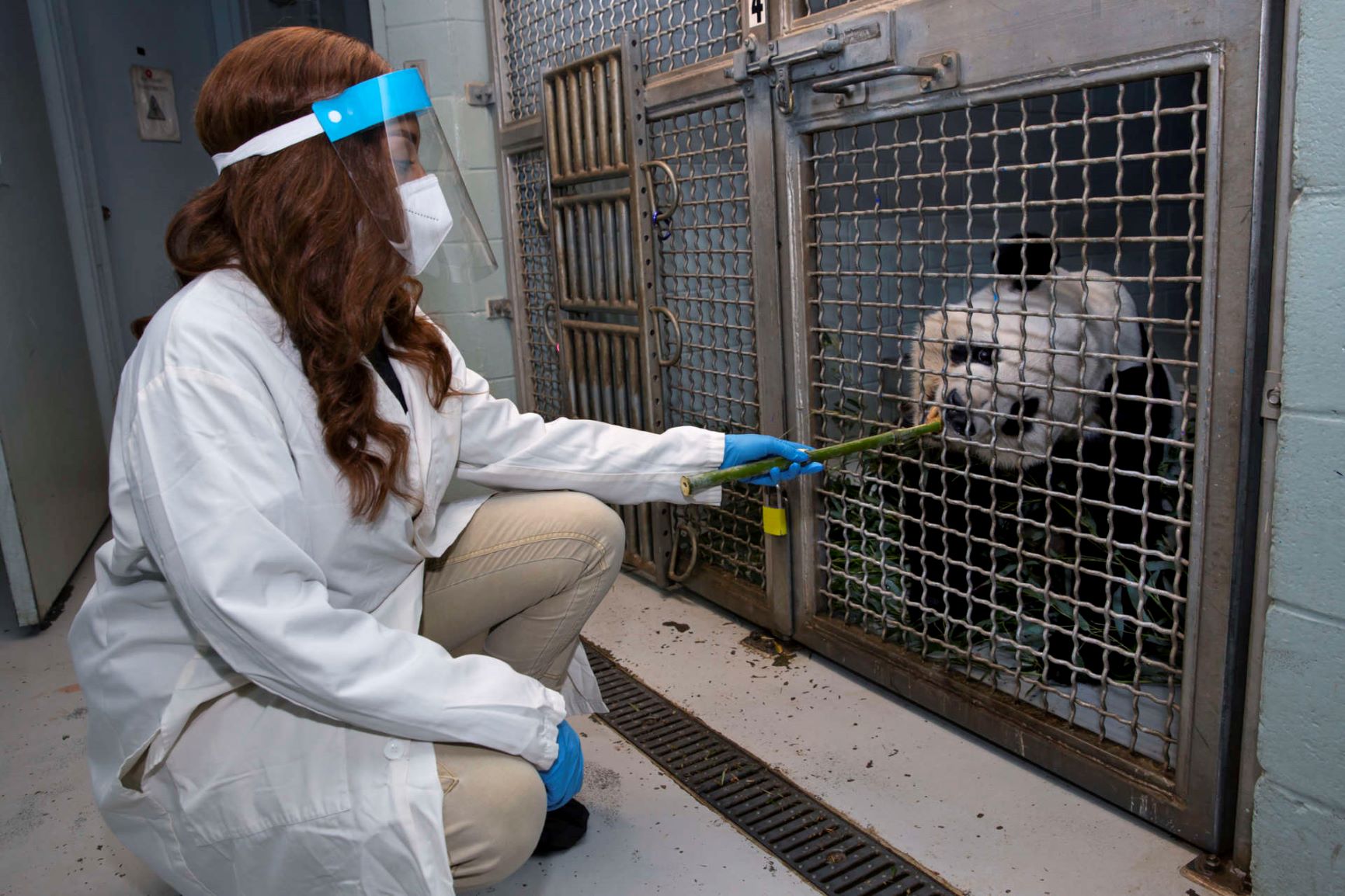 Panda Wild Encounters return; Toucan & Friends debuts - Zoo Atlanta