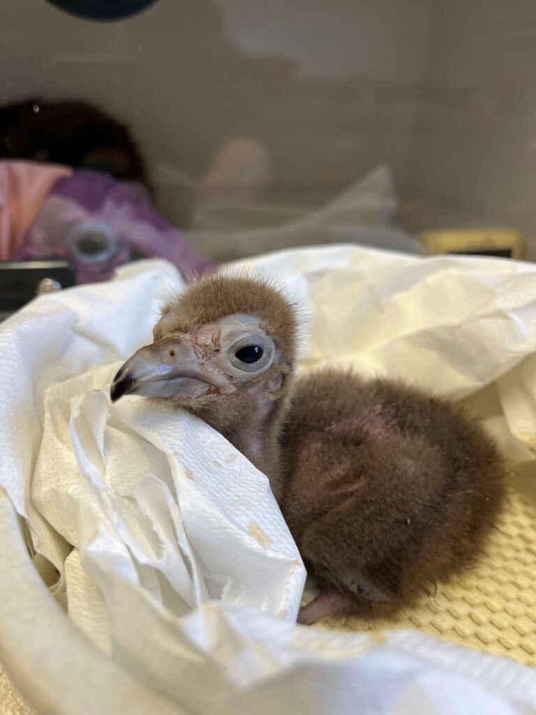 Fostering a hooded vulture chick - Zoo Atlanta