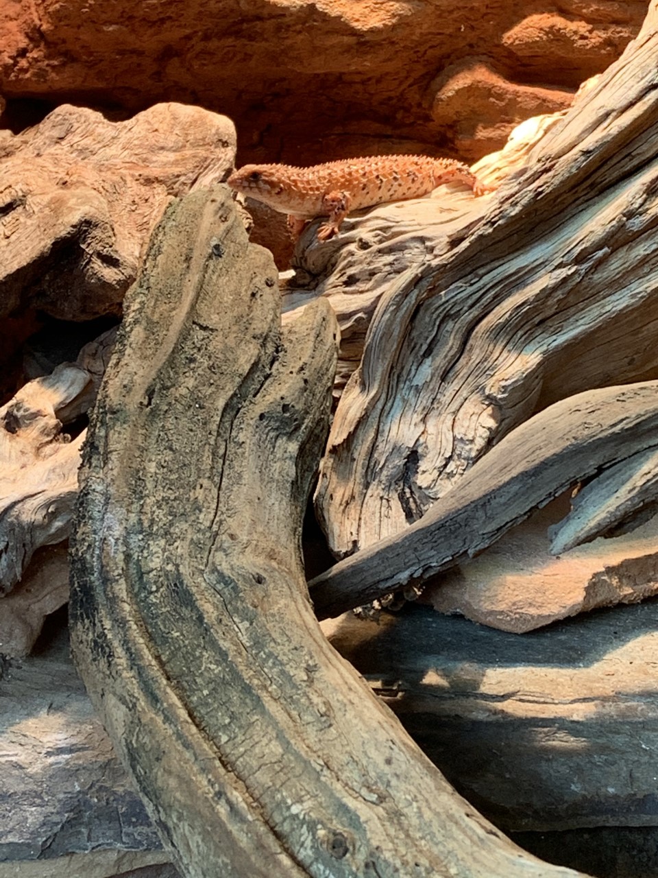 Meet the Eastern Pilbara spiny-tailed skinks! - Zoo Atlanta