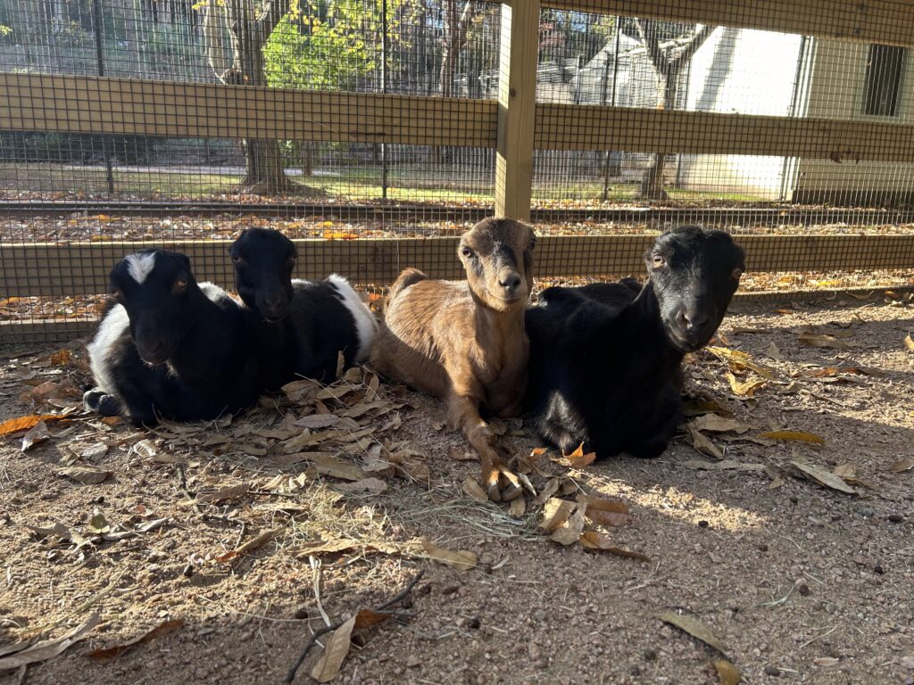 Twas the Day Before Zoo-mas - Zoo Atlanta