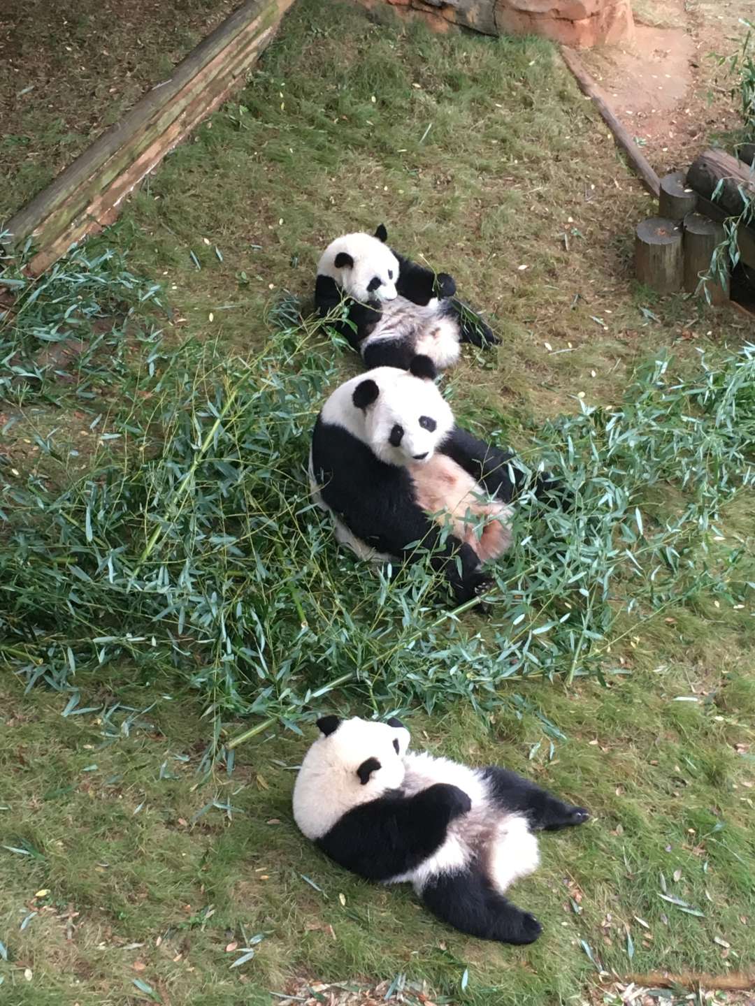 Panda Updates - Monday, October 23 - Zoo Atlanta