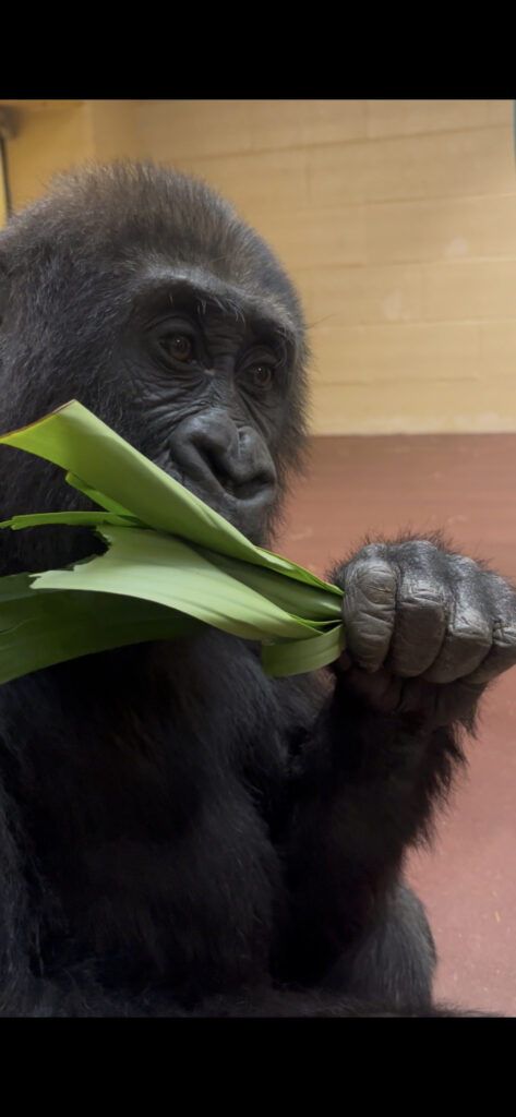 Adventures in training with Willie B. III - Zoo Atlanta