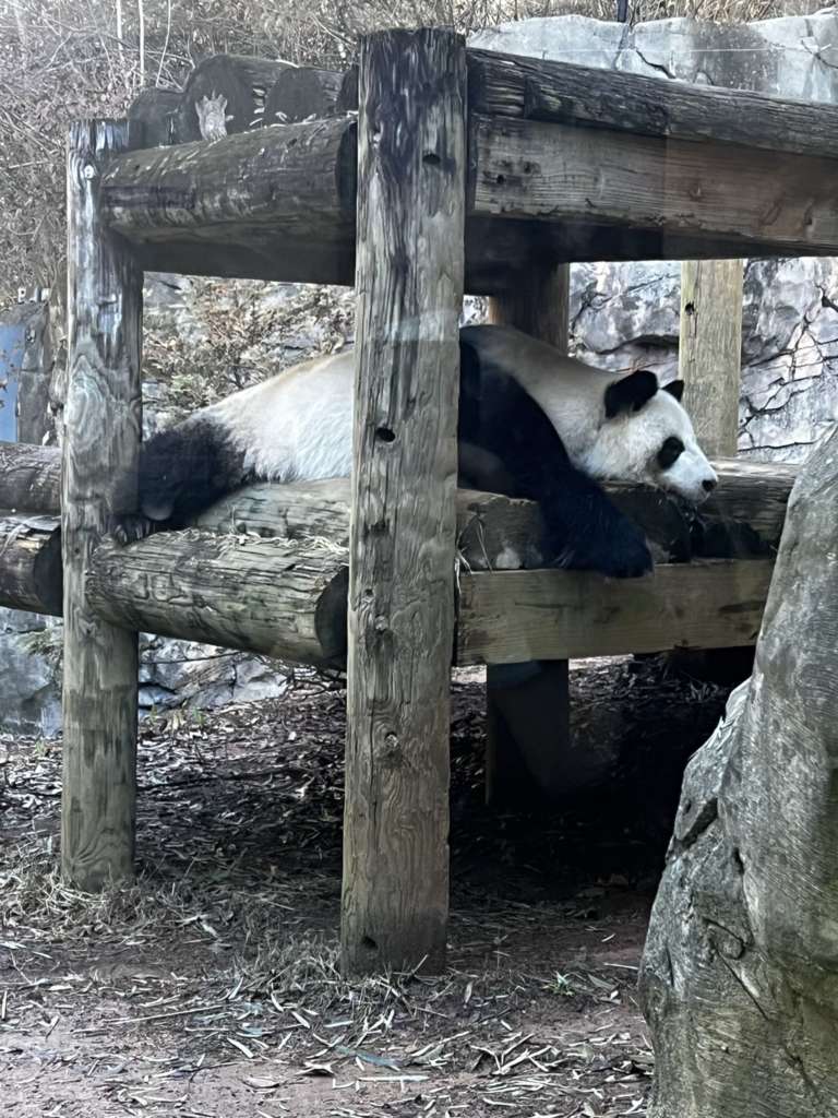 Panda Updates- Monday, January 9 - Zoo Atlanta