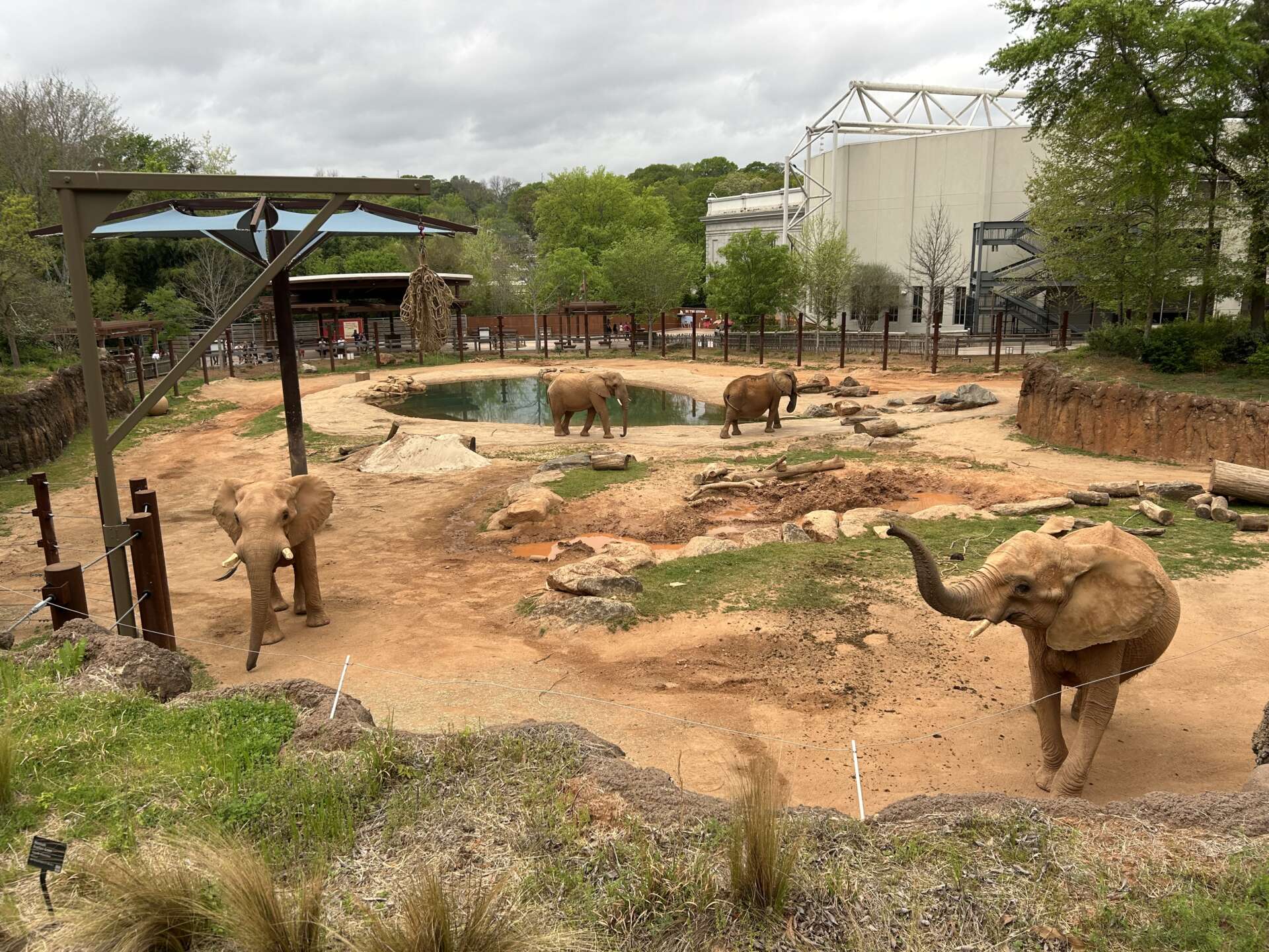 Special connections within the elephant herd - Zoo Atlanta
