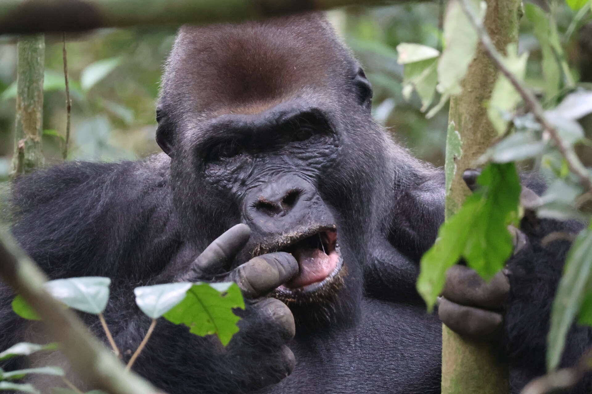 Trekking into the Congo on an unforgettable adventure - Zoo Atlanta