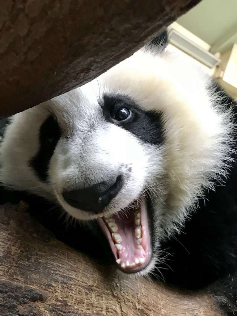 Panda Updates - Wednesday, November 15 - Zoo Atlanta