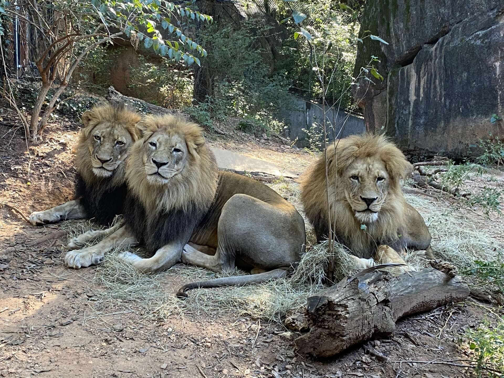 Behind the scenes with Hondo, Hatari, and Azizi - Zoo Atlanta