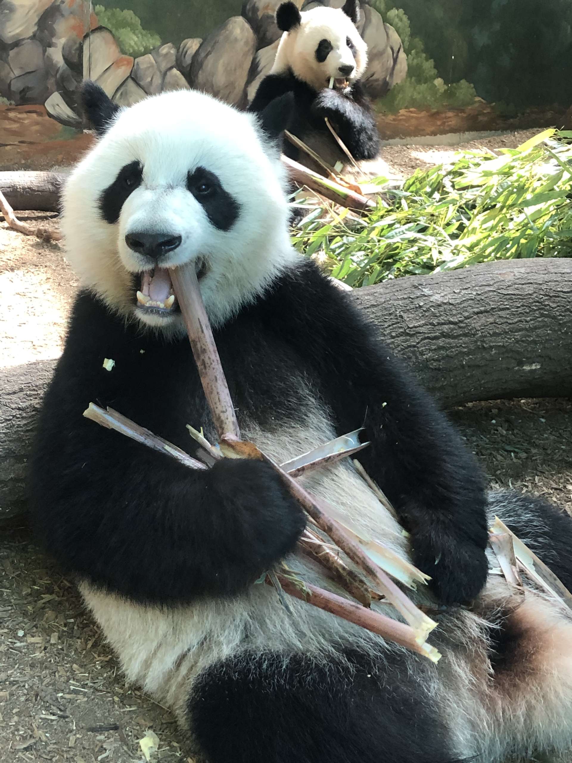 PANDA UPDATES – Monday, May 18 | Zoo Atlanta