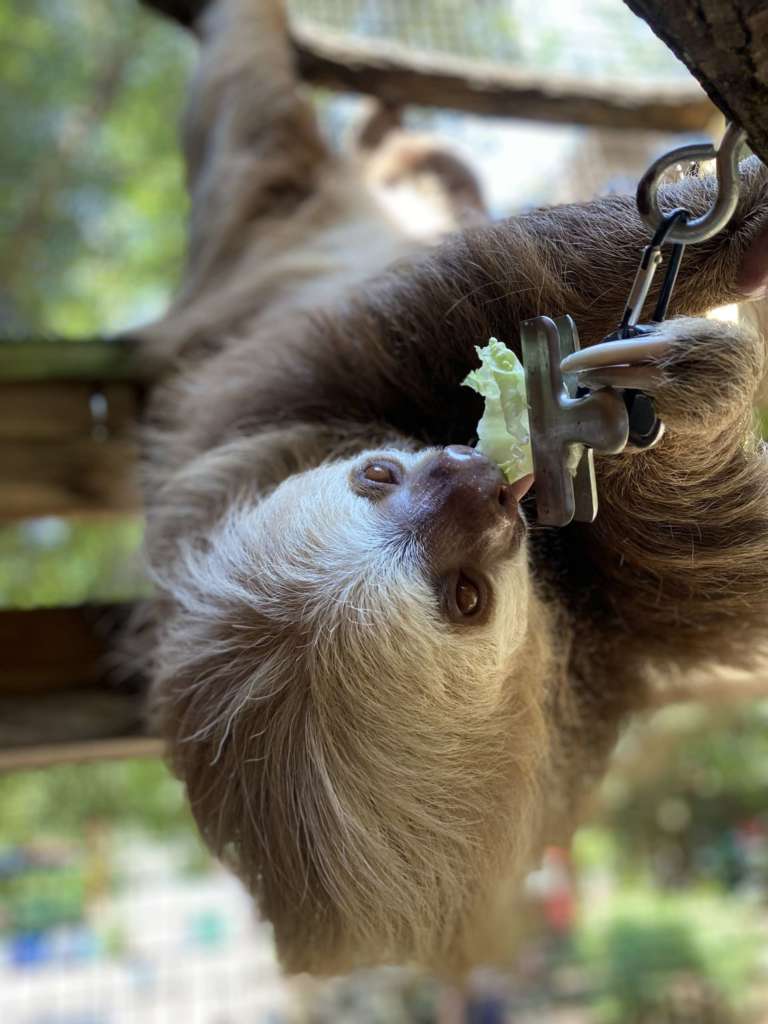 Slothfully fascinating - Zoo Atlanta