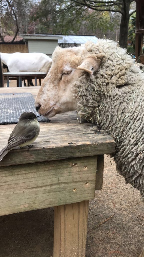 Protecting our endangered sheep - Zoo Atlanta
