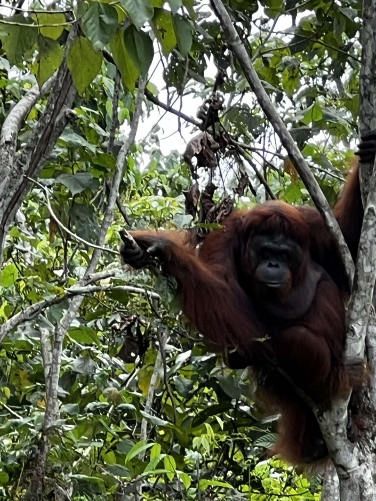 Saving orangutans with Zoo Atlanta’s (and your!) support - Zoo Atlanta