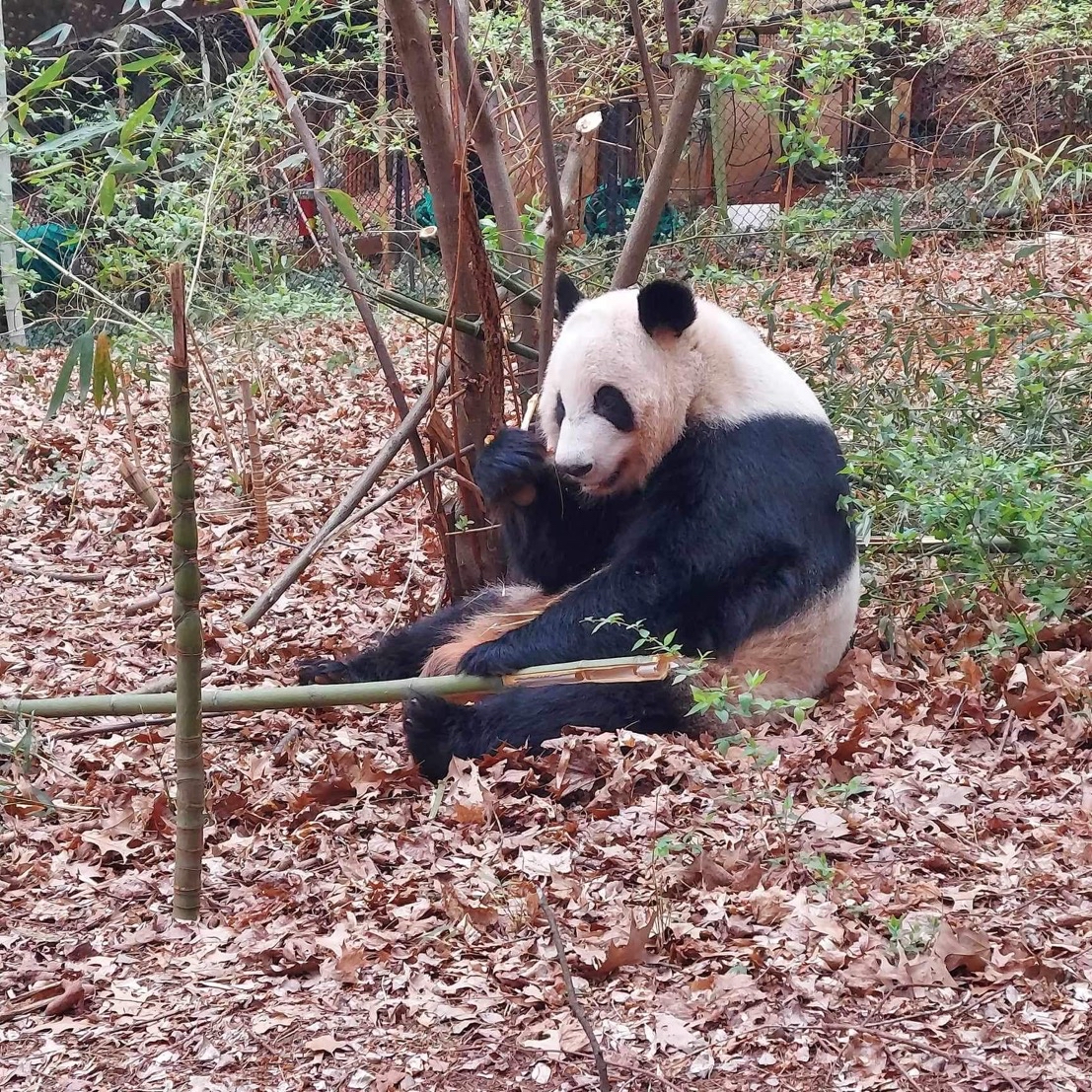 Panda Updates- Monday, March 18 - Zoo Atlanta