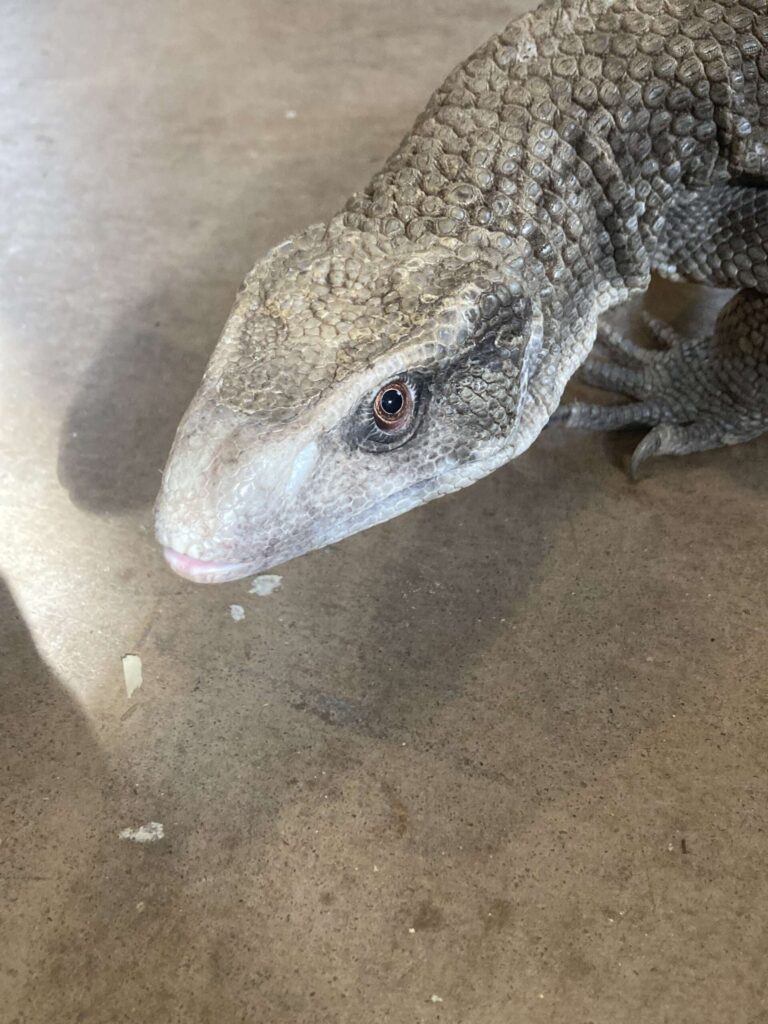Training with Cannoli - Zoo Atlanta
