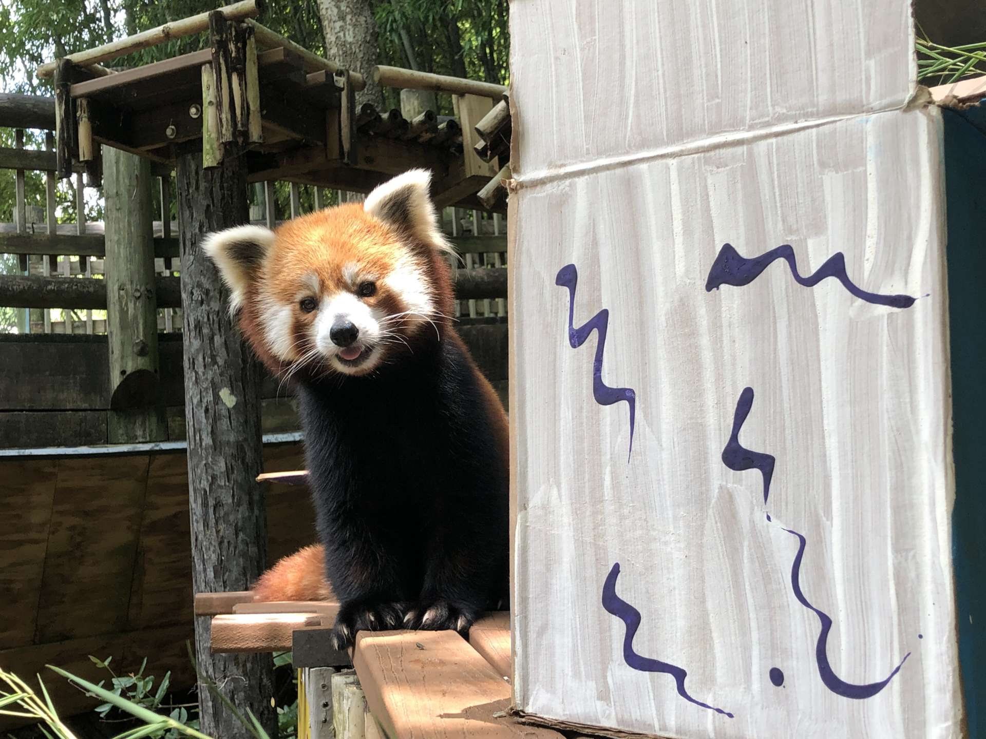 Panda Updates- Wednesday, August 31 - Zoo Atlanta