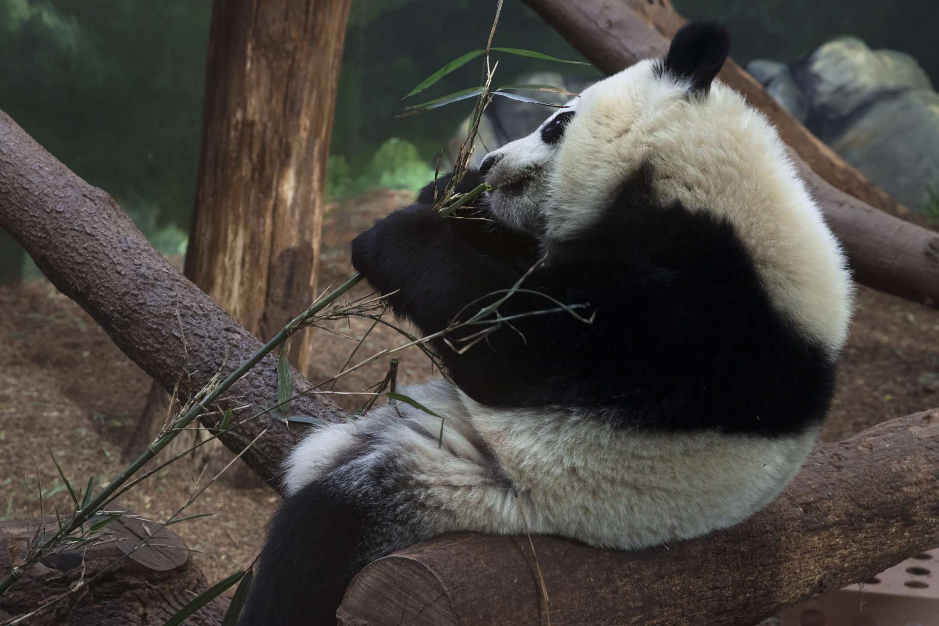 Panda Updates - Wednesday, January 10 - Zoo Atlanta