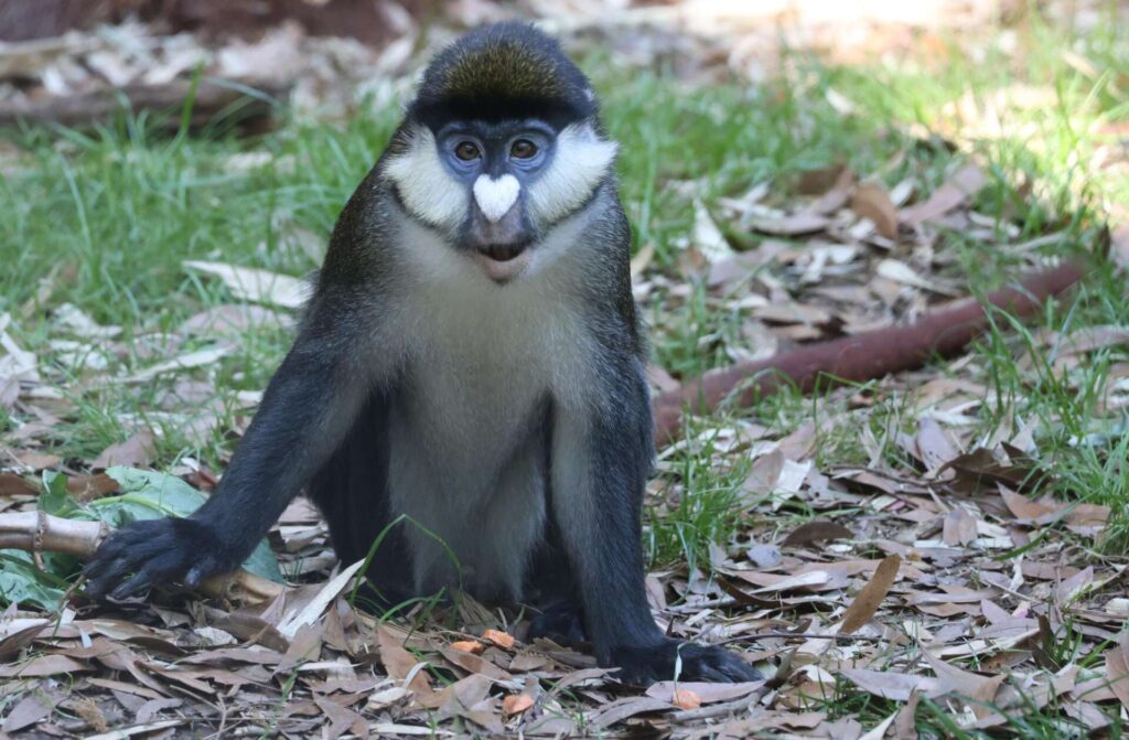Two monkey “tails” at Zoo Atlanta: Celebrating Kinshasa and JJ - Zoo ...