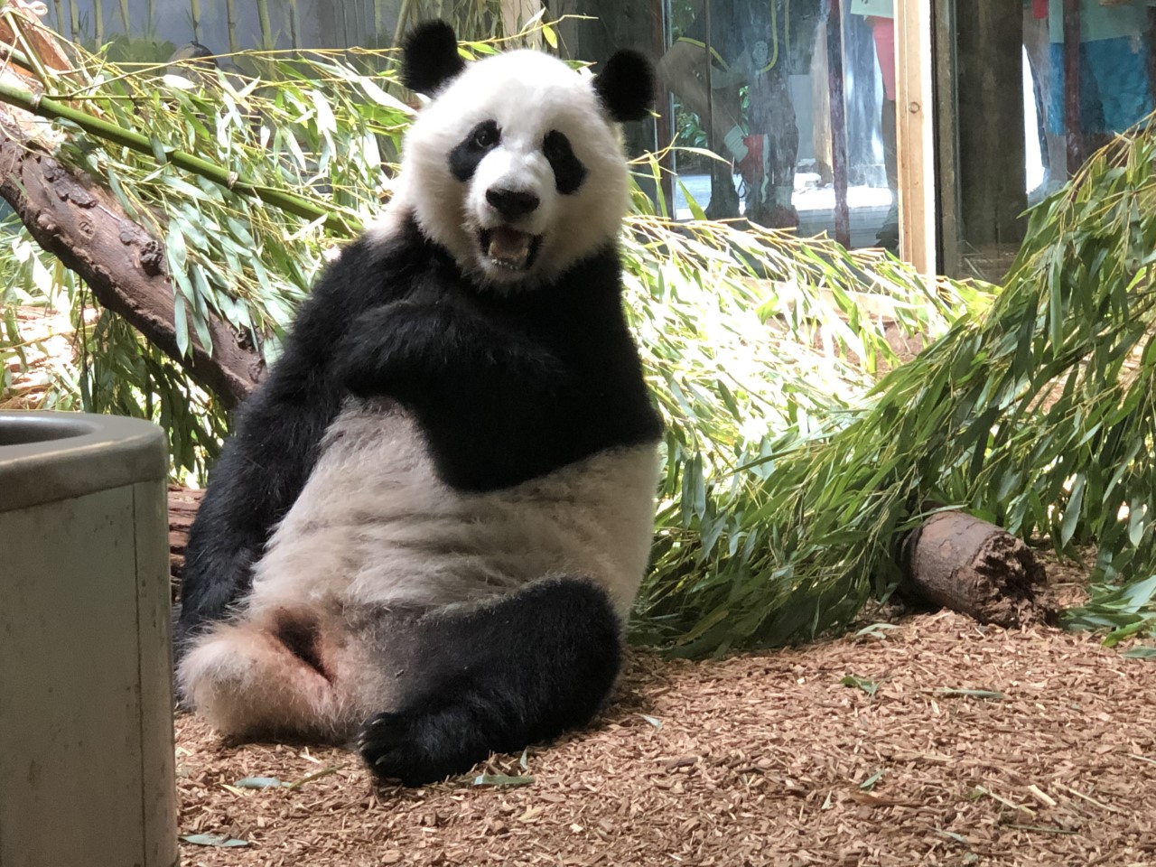 Panda Updates- Friday, June 10 - Zoo Atlanta