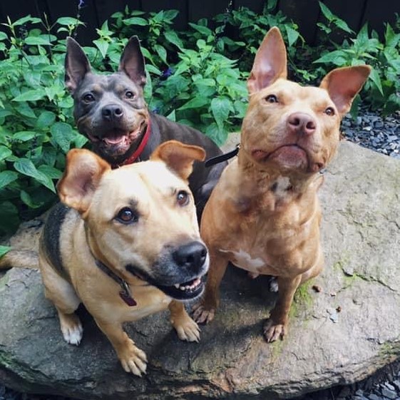 The Importance of Pet Adoption - Zoo Atlanta