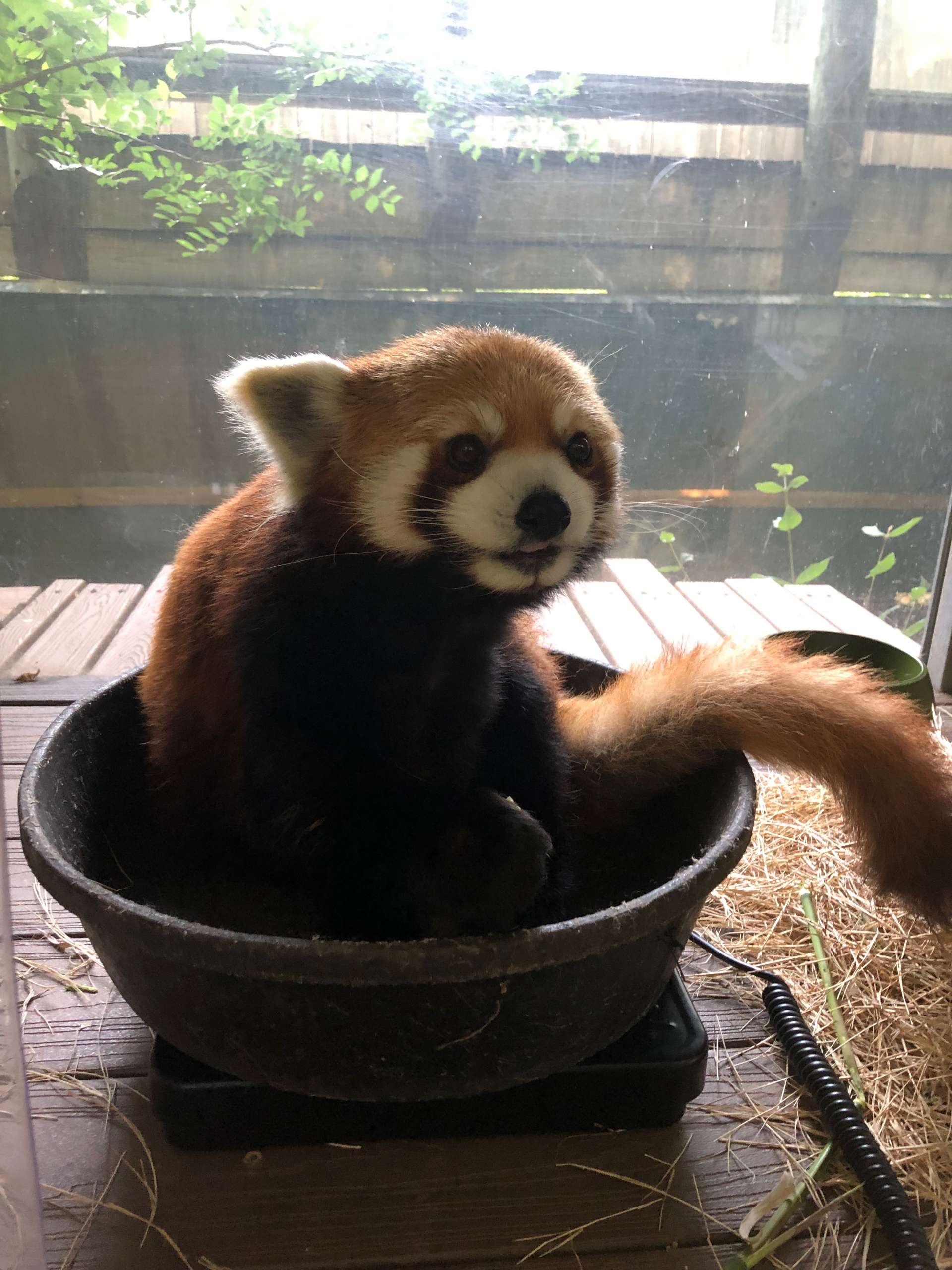 Panda Updates - Wednesday, June 5 | Zoo Atlanta