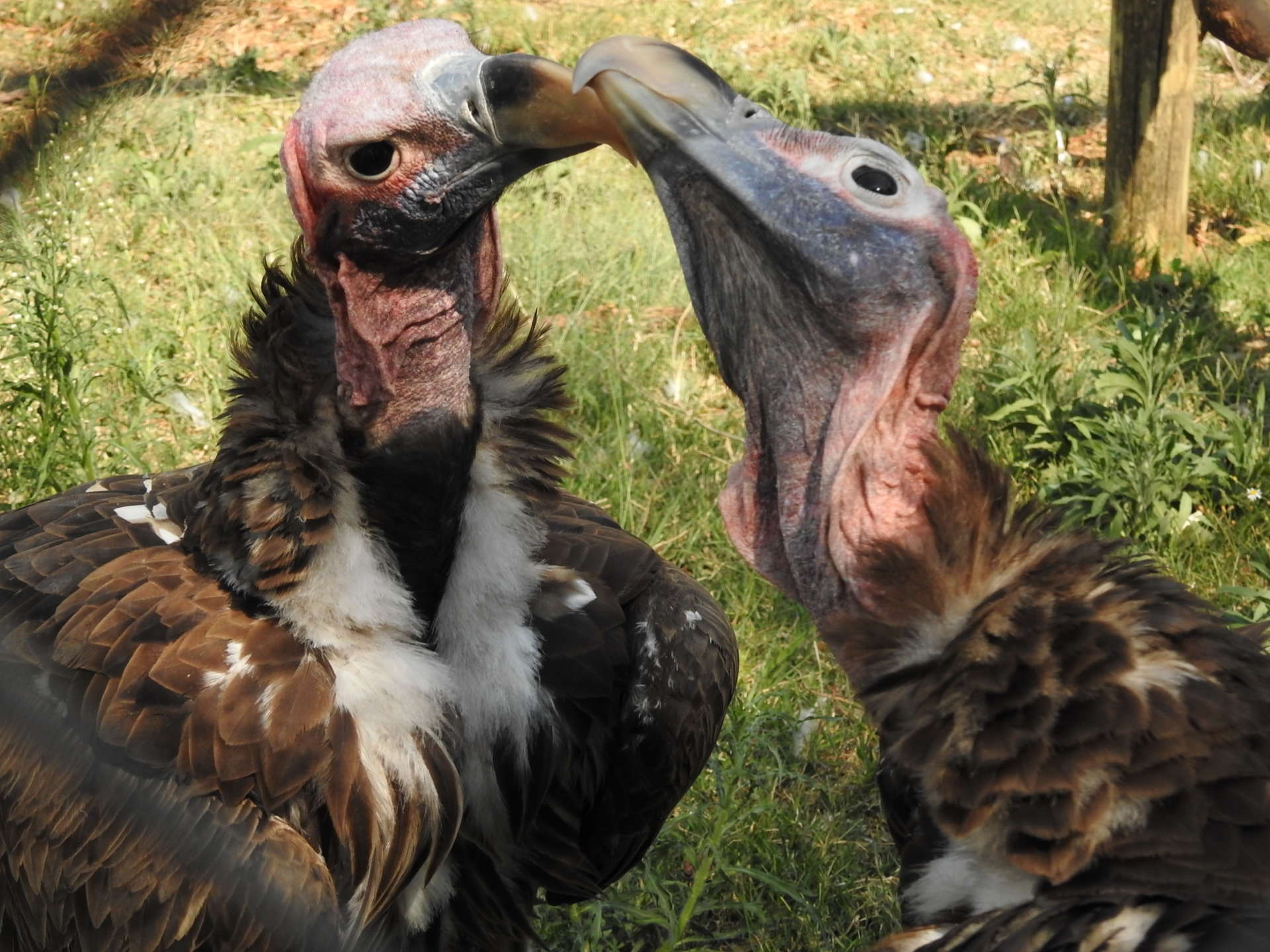 VulPro Update - Zoo Atlanta