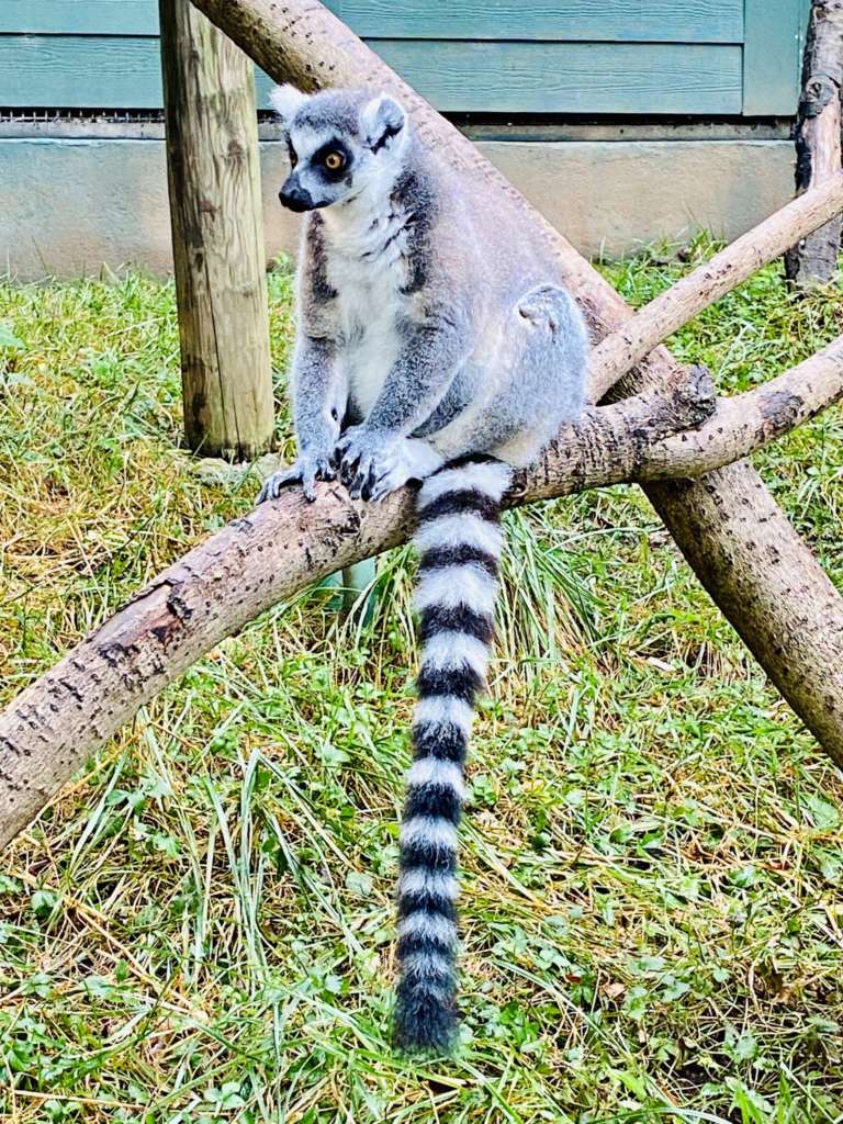 What's that smell? A lemur stink fight! - Zoo Atlanta