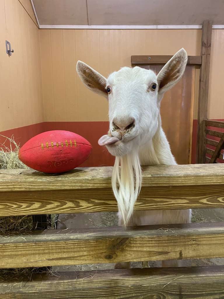 Goats and humans: what’s different? - Zoo Atlanta