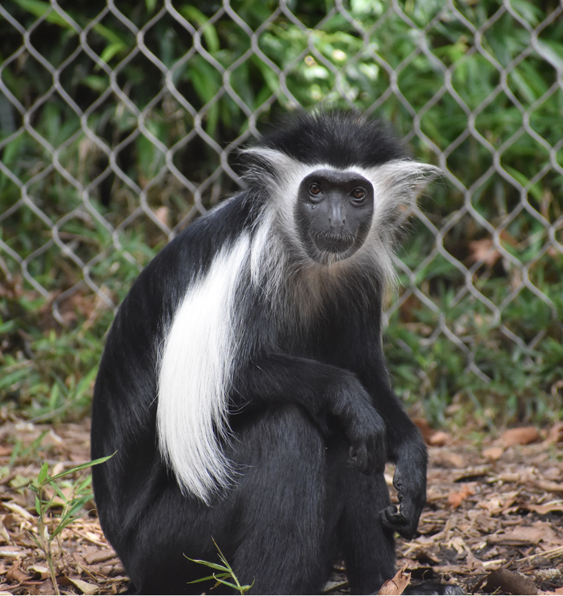 Treating a monkey with diabetes - Zoo Atlanta