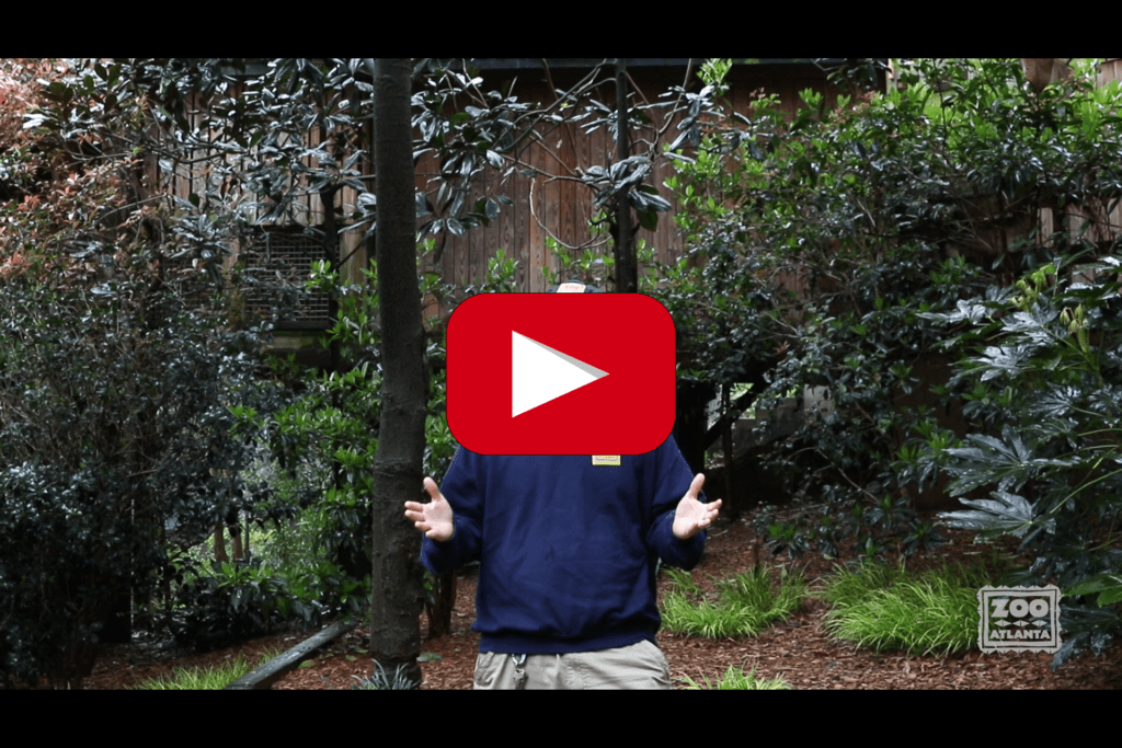 Checking in with the Living Treehouse Birds - Zoo Atlanta