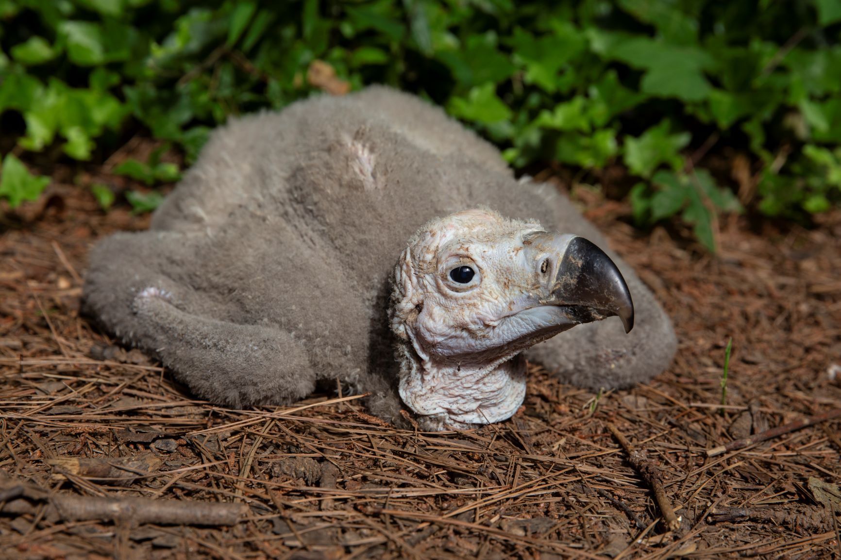 Lappet-faced vulture hatches at Zoo Atlanta - Zoo Atlanta