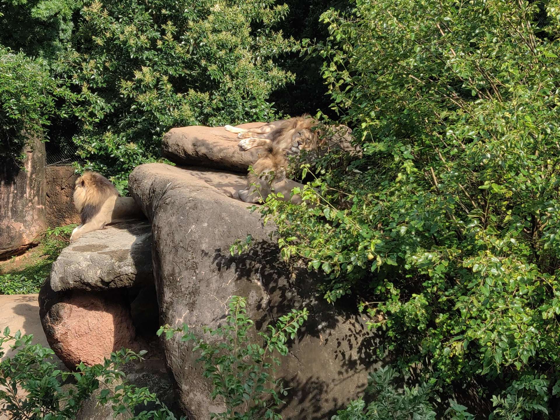Secrets of lion social structure - Zoo Atlanta