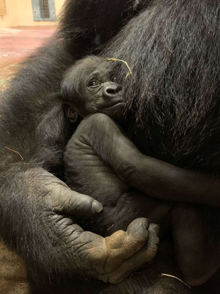 Introducing Floyd! - Zoo Atlanta