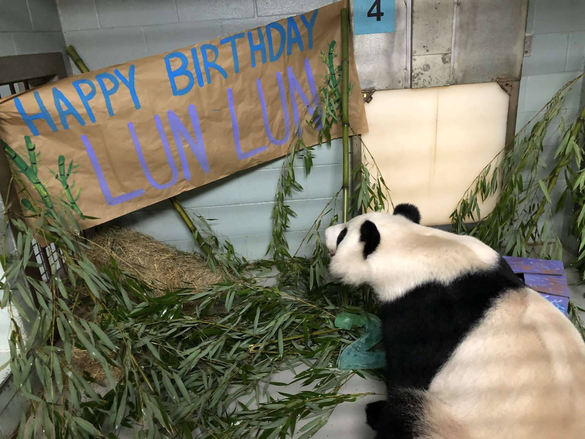 Panda Updates - Monday, August 31 - Zoo Atlanta