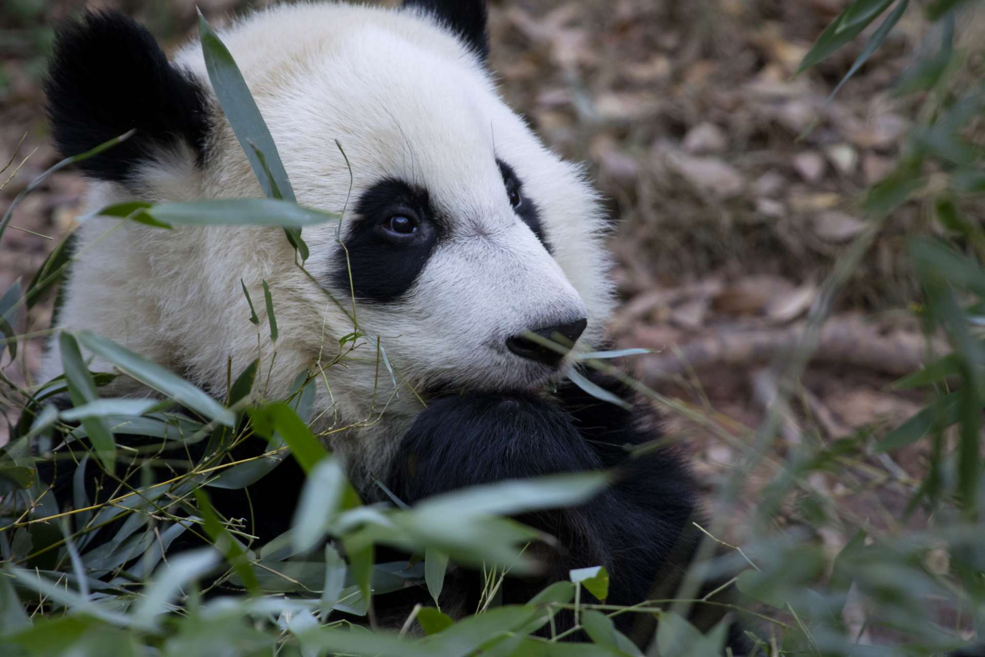 Panda Updates - Monday, March 12 - Zoo Atlanta