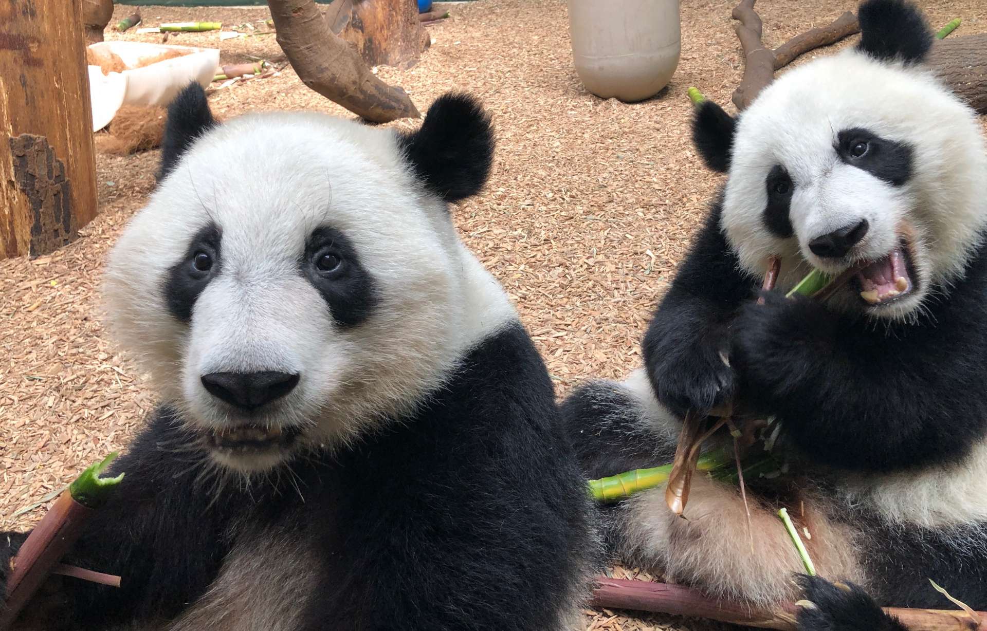 Panda Updates - Monday, May 13 - Zoo Atlanta