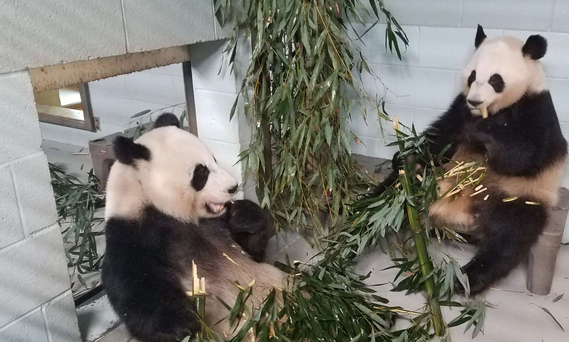 Panda Updates- Wednesday, May 18 - Zoo Atlanta