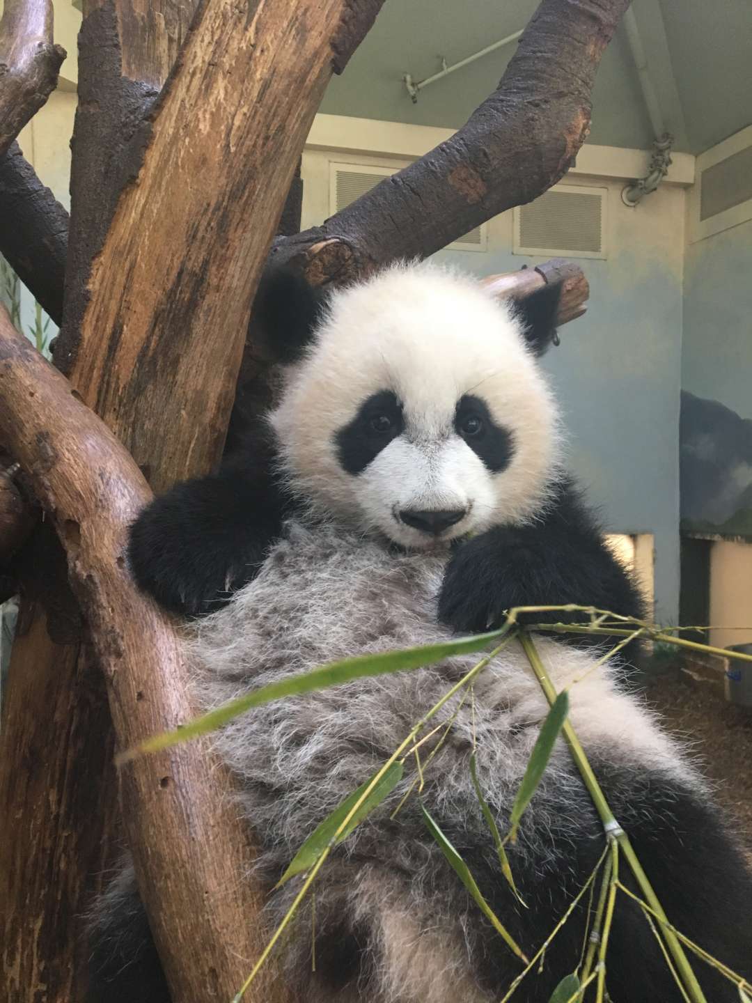 Panda Updates - Wednesday, May 31 - Zoo Atlanta