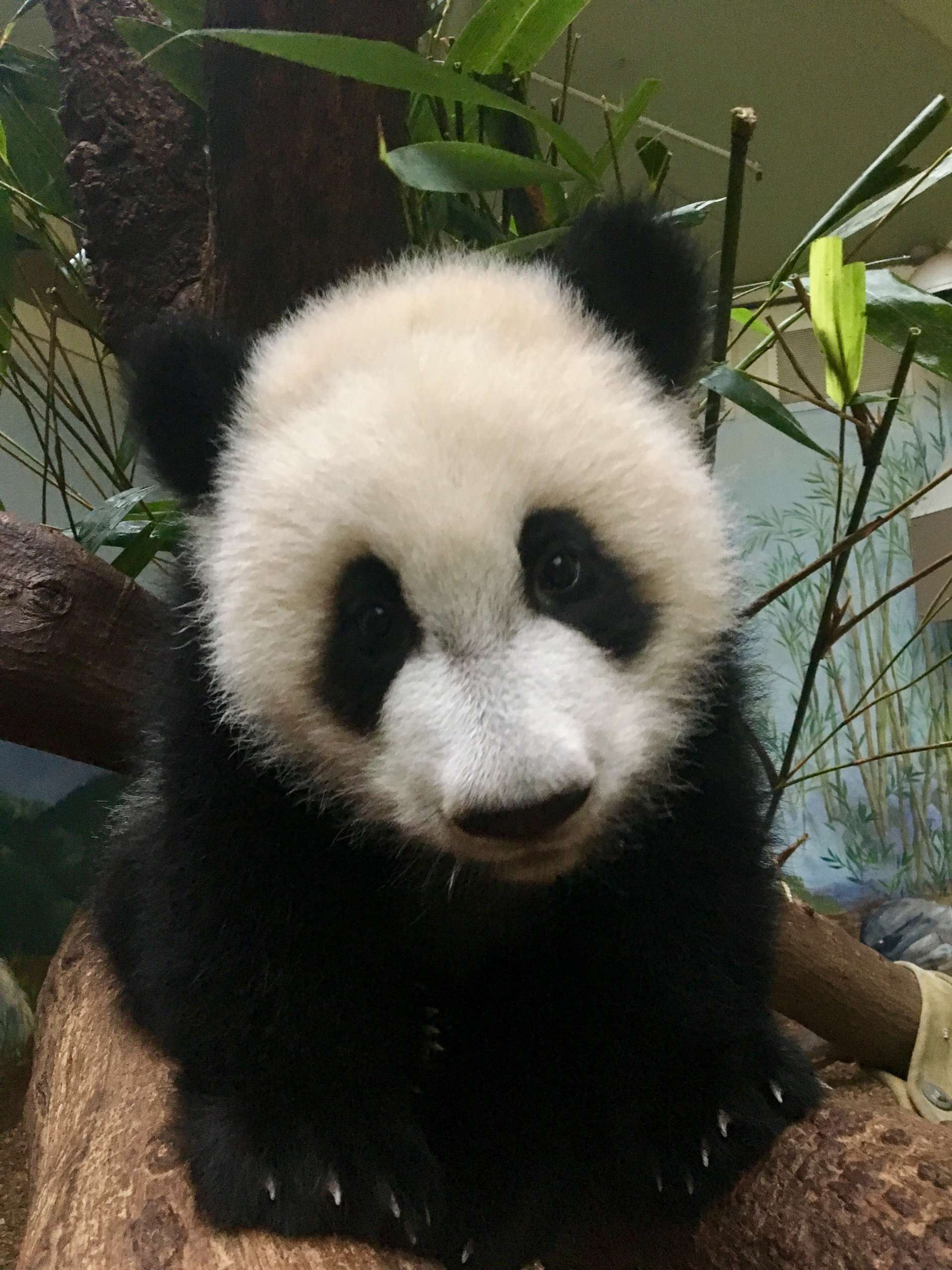 Panda Updates - Wednesday, May 3 | Zoo Atlanta