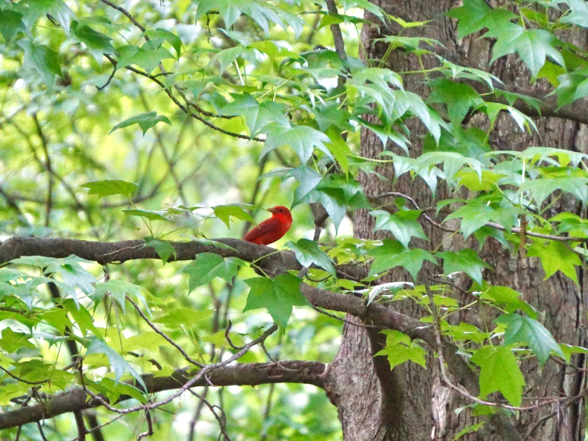 New Year’s resolutions for native birds - Zoo Atlanta