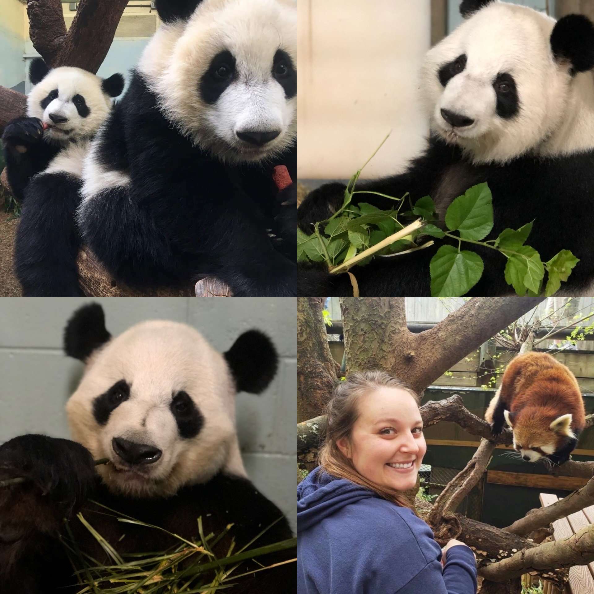 Panda Updates - Monday, November 2 - Zoo Atlanta