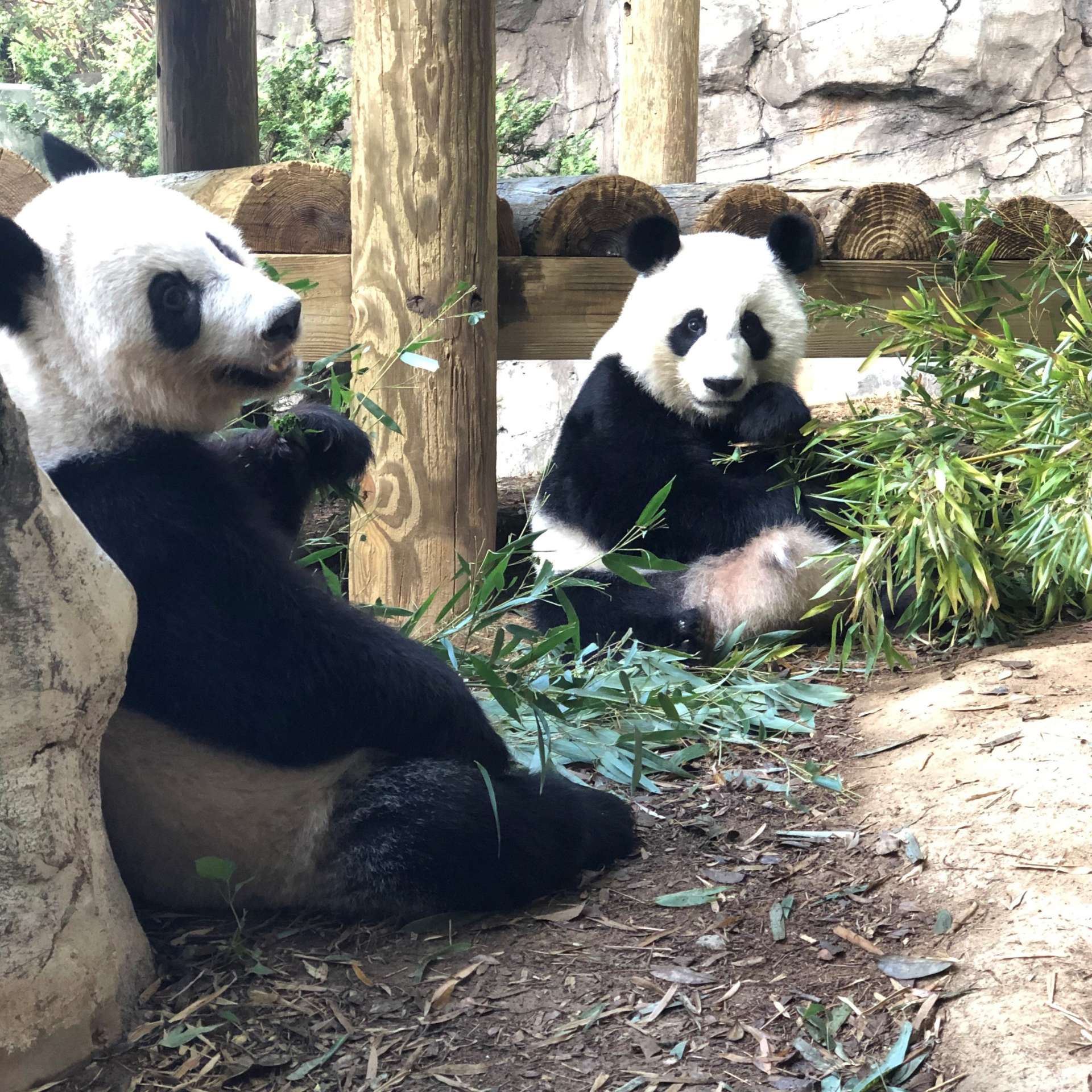 Panda Updates - Monday, October 14 - Zoo Atlanta