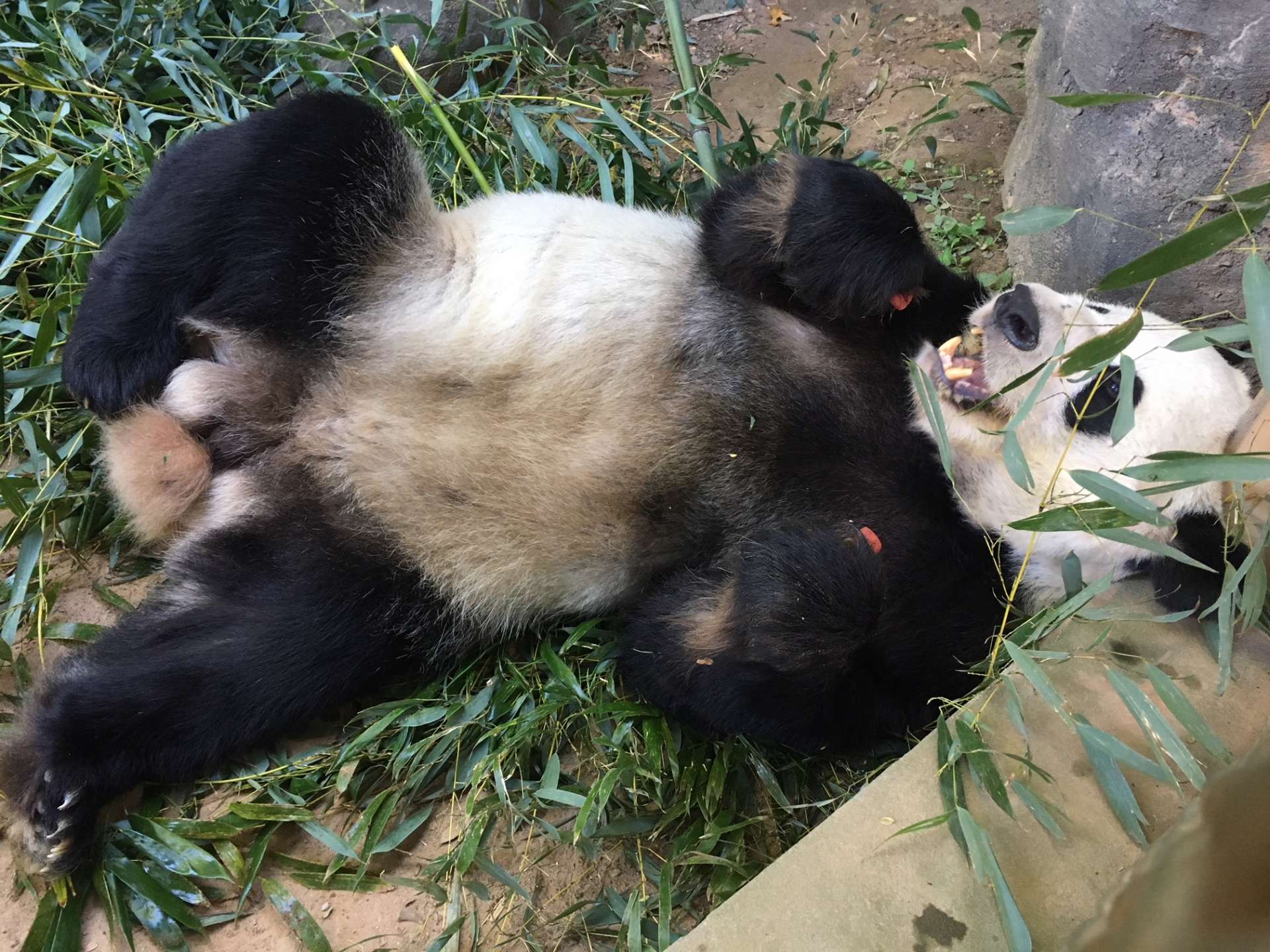Panda Updates - Friday, October 20 - Zoo Atlanta